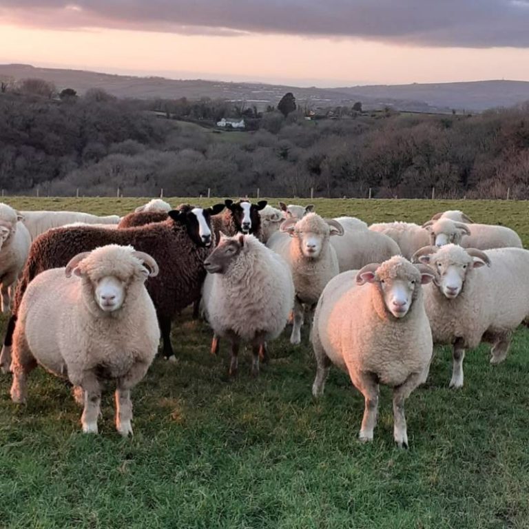 Home - Harling Farm, Devon